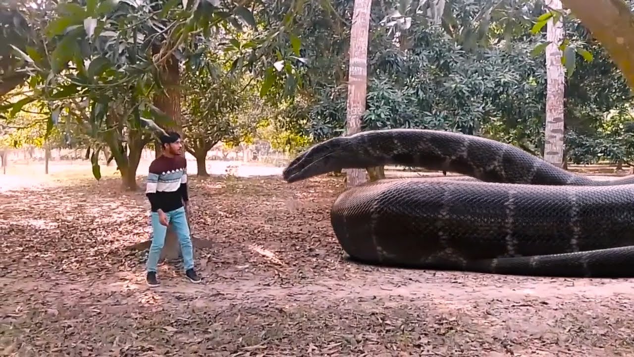 "Anaconda Encounter: The Giant Snake in Real Life HD!" - YouTube