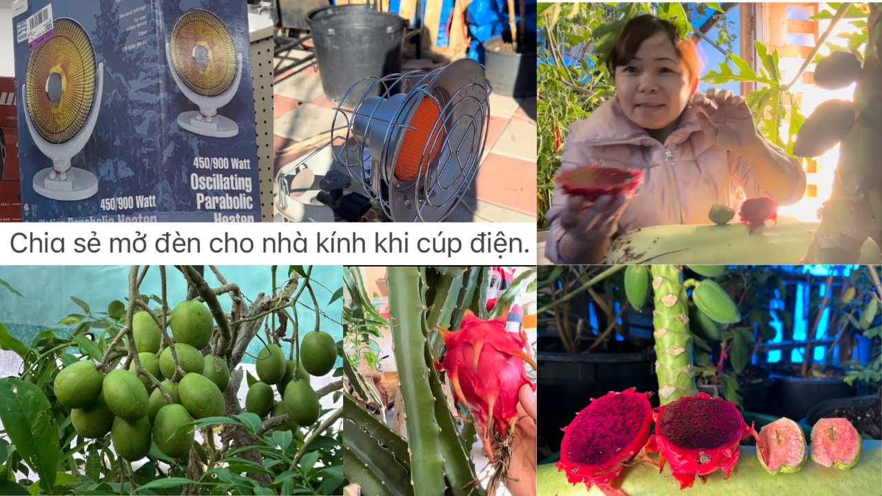 Chia sẻ mở đèn heater cho nhà kính khi cúp điện. ️🥰# 442 - YouTube