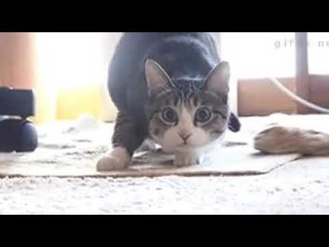 Cat facing wiggle wiggle - YouTube
