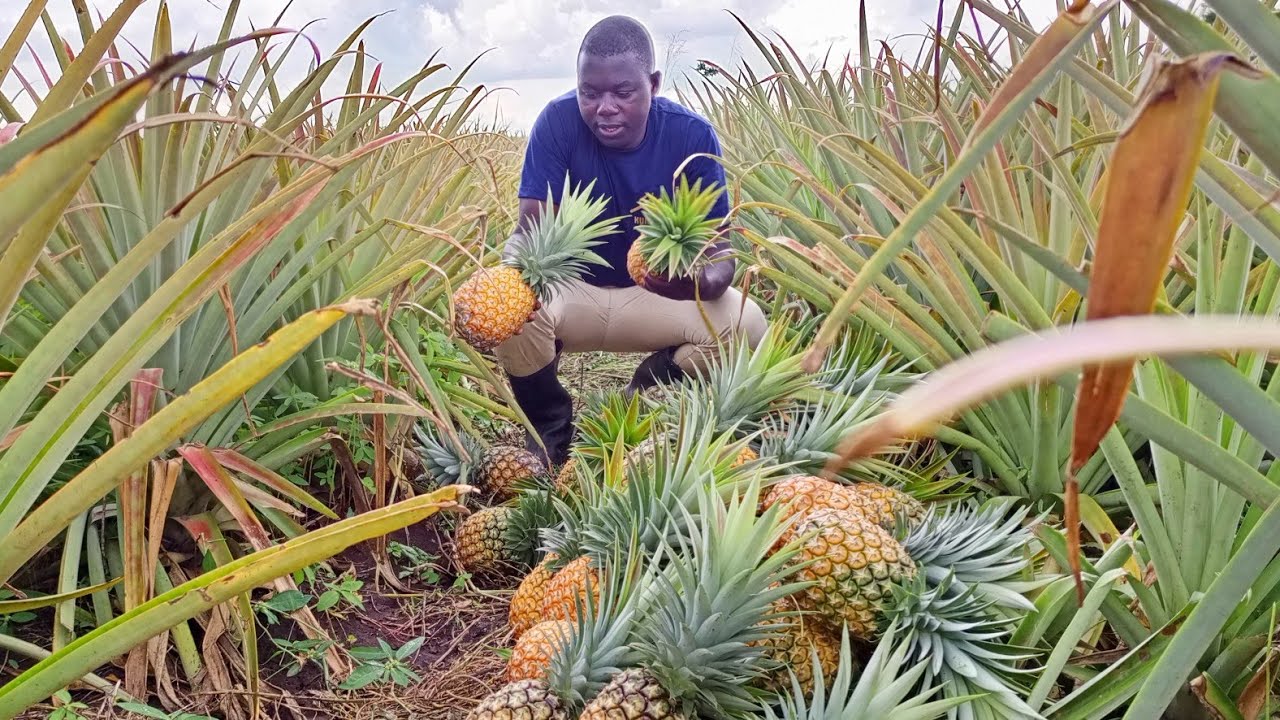 Pineapple Farming 101: A Beginner's Guide to Growing Sweet Success ...