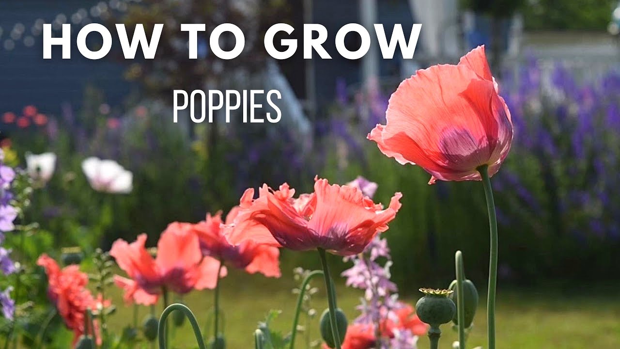 How to grow poppies - YouTube