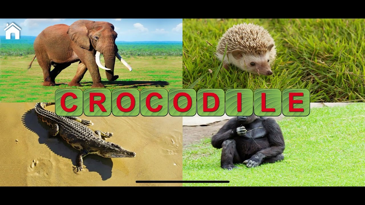 Learn to read and save the animals! - YouTube