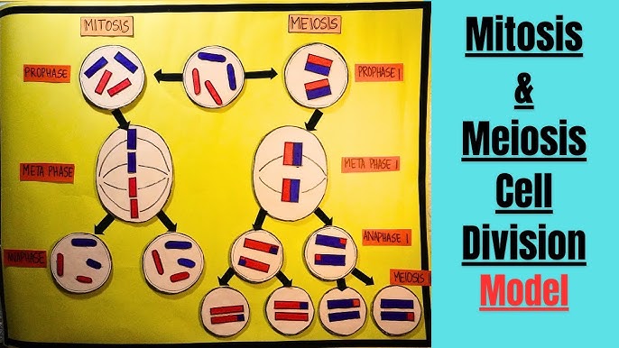 Meiosis Cell Division Youtube