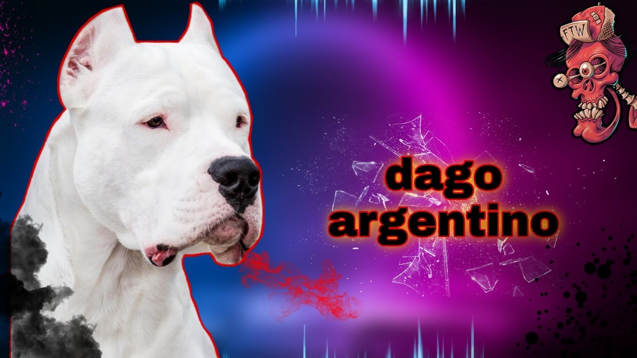 A wonderful Argentine dog trained to hunt boars #dog #dog videos #dogo ...