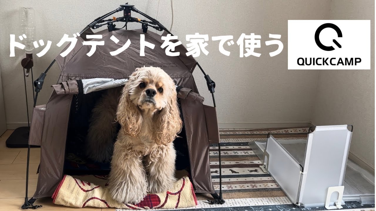 【おすすめ】QUICKCAMPのドッグテントをハウスにしてみた - YouTube