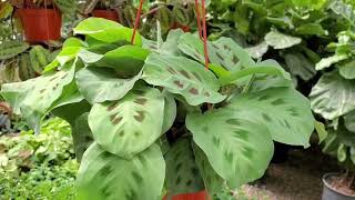 Houseplant Shop With Me! Plant Depot in OC
