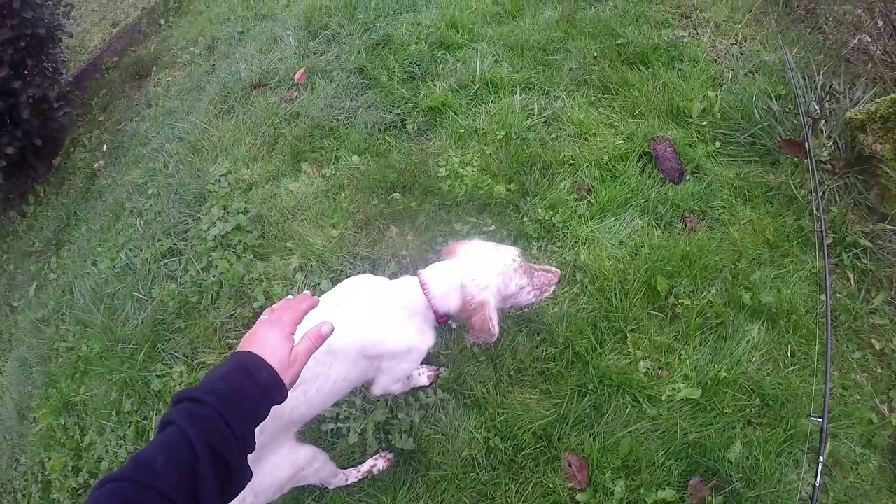 Setter lemon 4 mois petit entraînement à la canne à pêche - YouTube