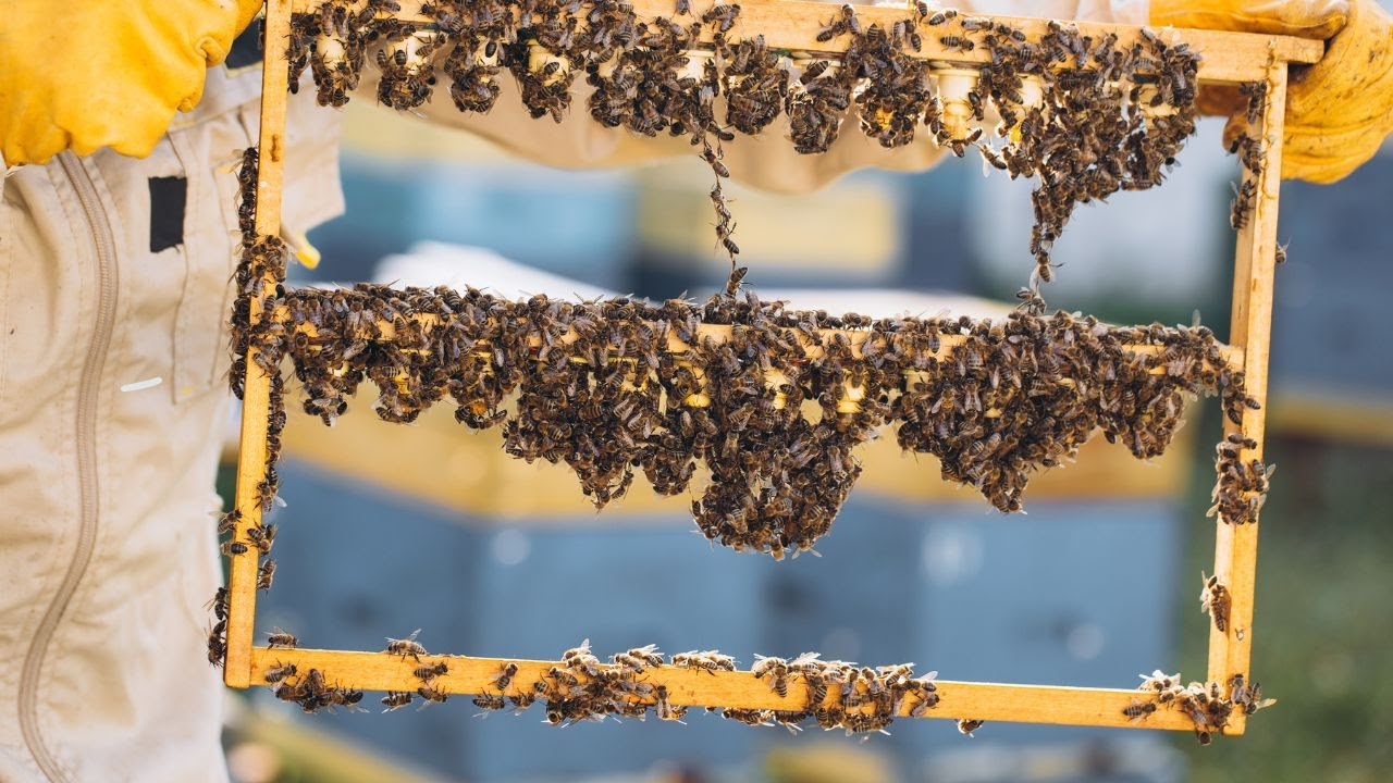 Rear Mated Queens With A Queenright Colony - YouTube