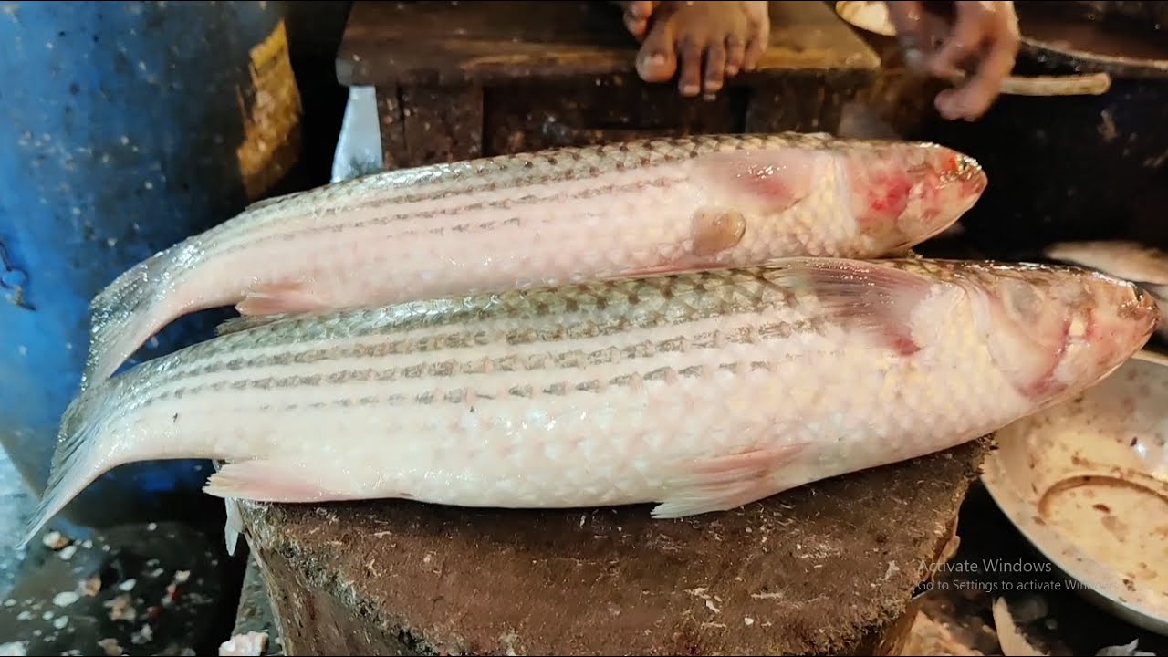 Amazing Fastest, Most Popular Big Batta Fish Cutting Skills | Fish ...