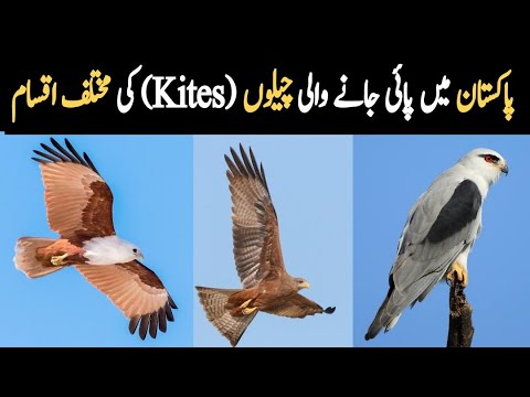 Wild Kites of Pakistan | Different Types of Cheel Birds | Wildlife of ...