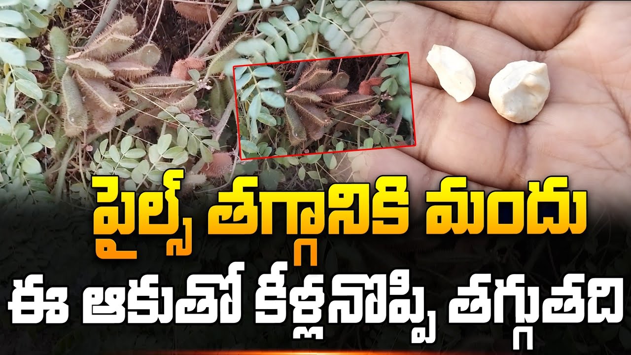 Kacha Kayala Chettu | KachaKayala Chettu in Telugu | Remedies for Piles ...