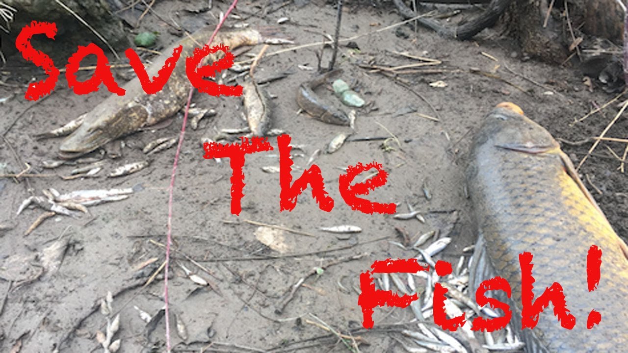 Rescuing TRAPPED FISH after BRANTFORD's FLOODING! - YouTube