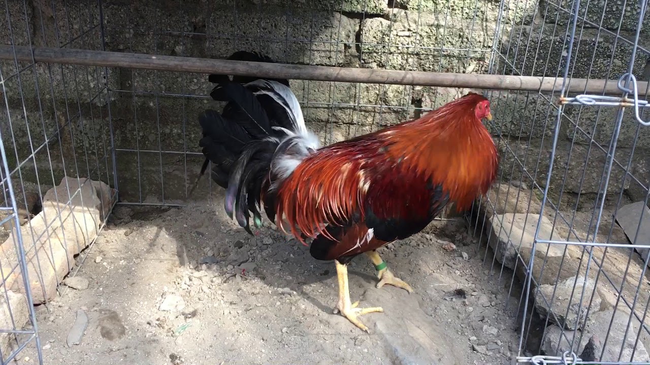 Gallo Kelso / Claret - YouTube