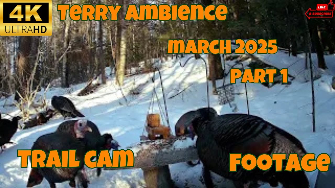 4k Trail Camera Footage March 2025 Part 1 - YouTube