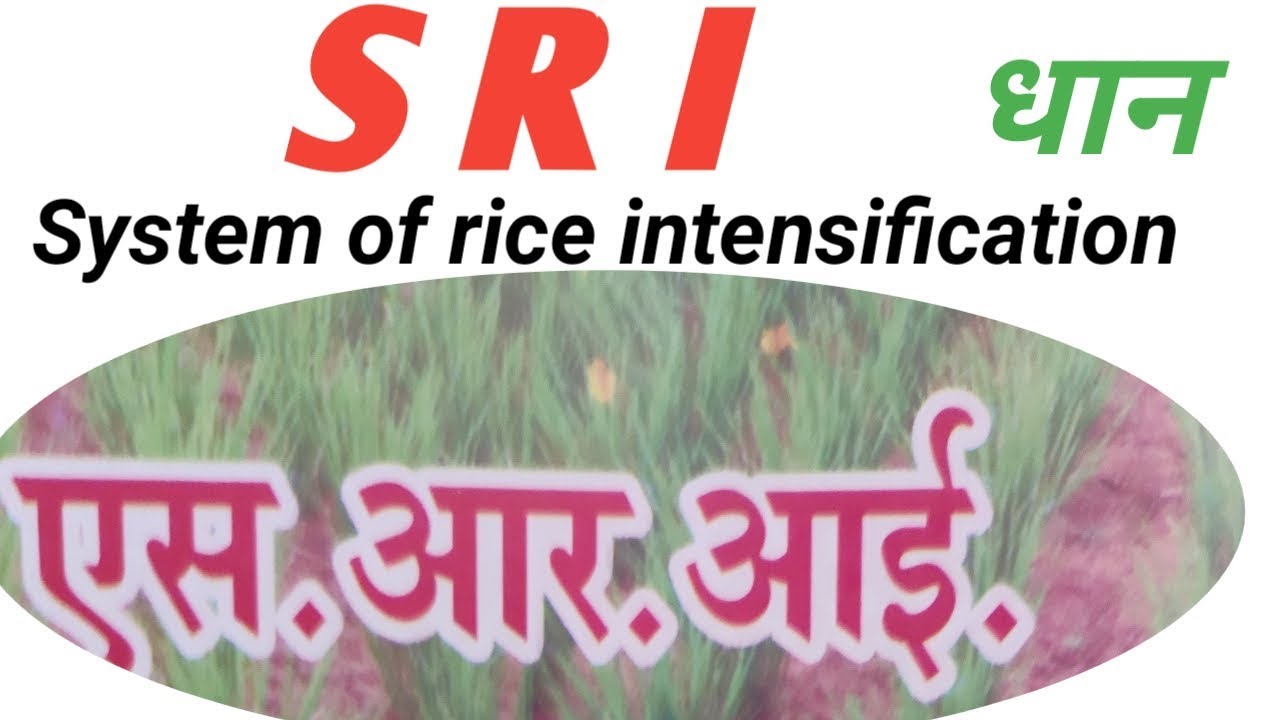 SRI Method of rice cultivation - YouTube
