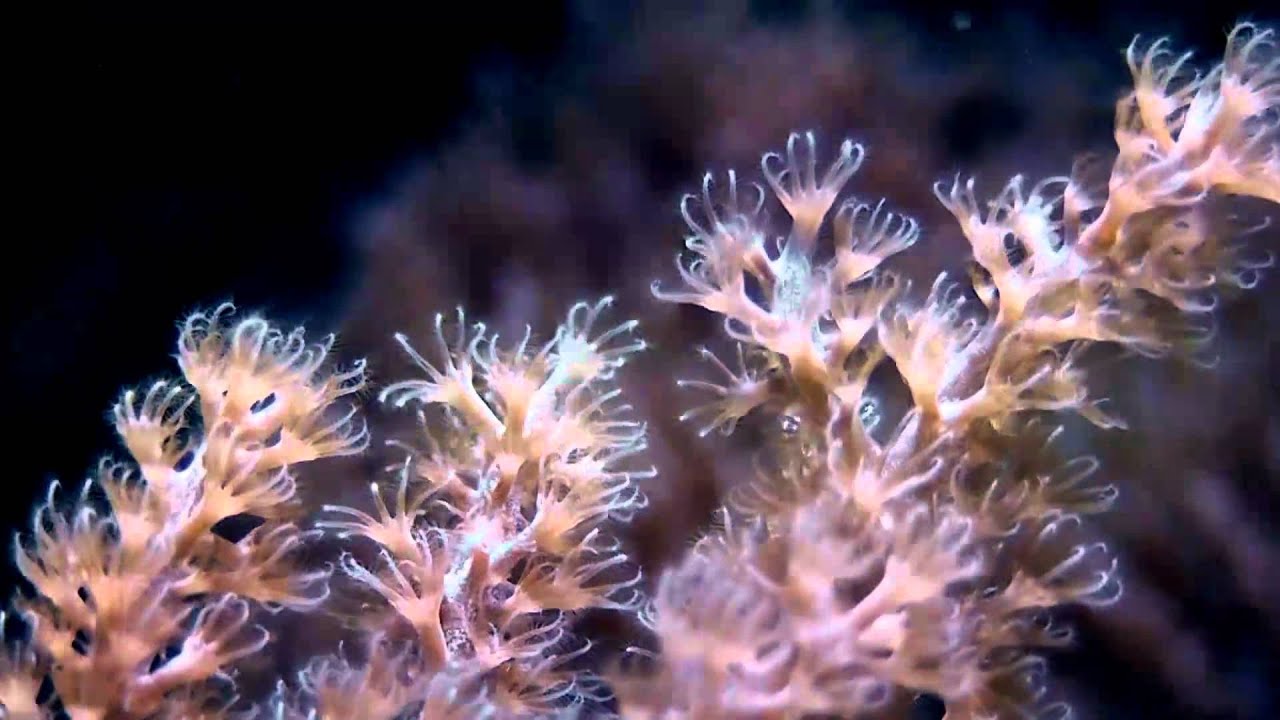 Capnella imbricata (HD) - YouTube