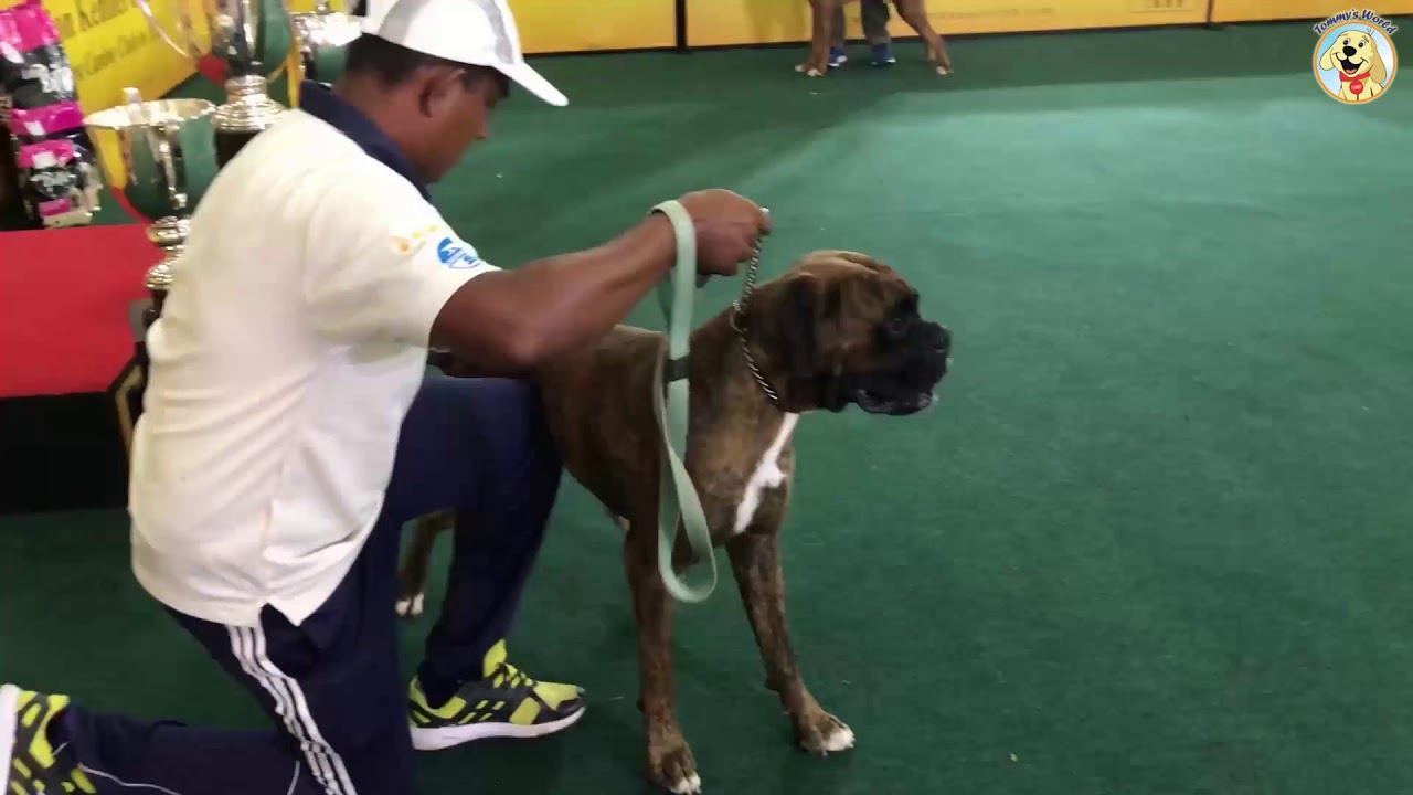 Tommy enjoyed the Boxer judging as they were very popular this year ...