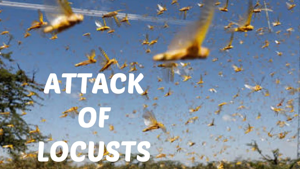 Swarm of locusts Devour everything in path | Planet Earth | Most harsh ...