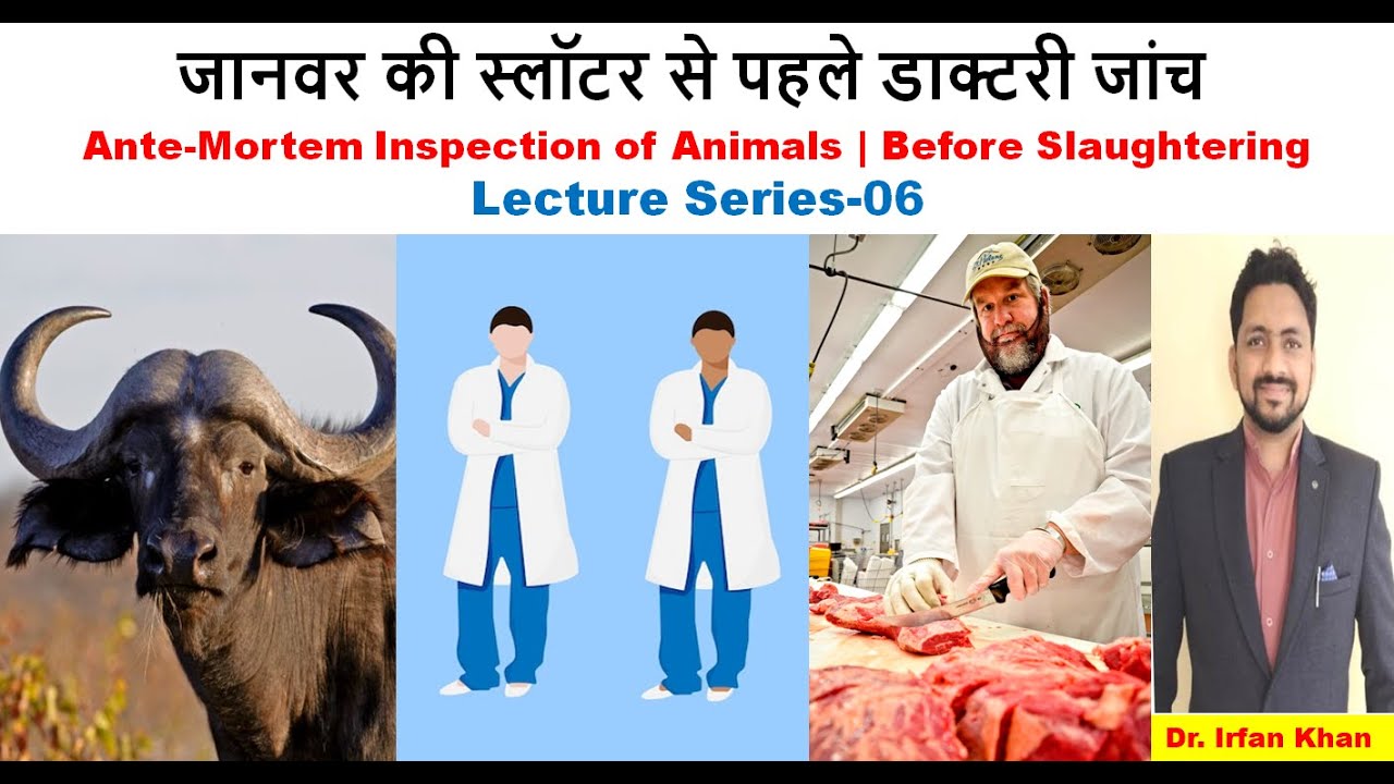 Lecture 06 | Antemortem Inspection | Animals before Slaughtering # ...