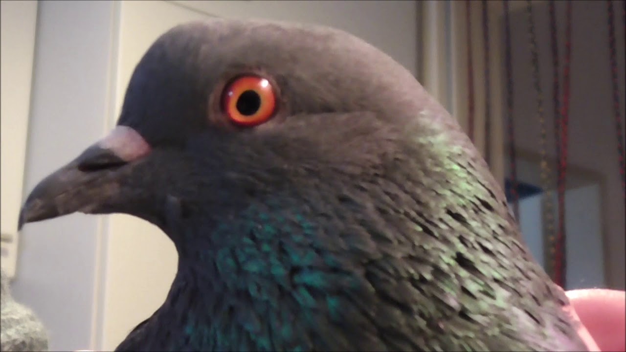 Cuddling My Pet Pigeon Violet - YouTube
