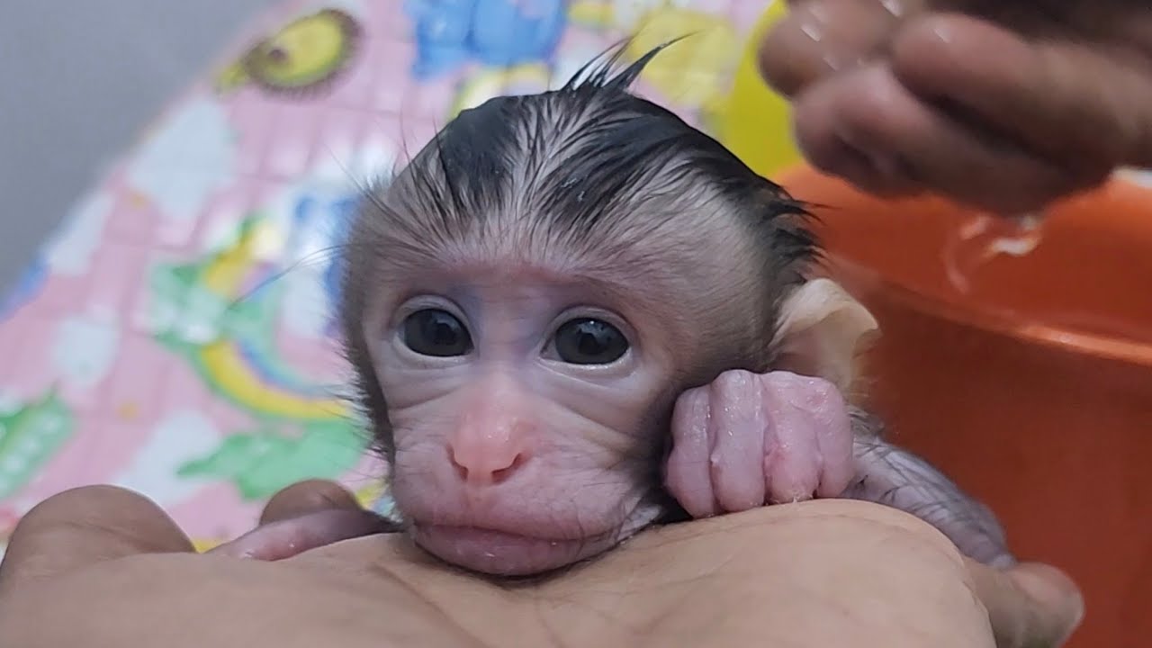 Newborn Baby Monkey Chico First Time Bathing beauty - YouTube