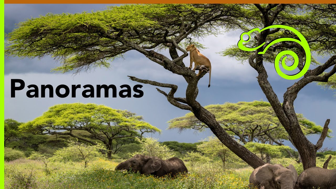 Creating Panoramas in Wildlife Photography - YouTube