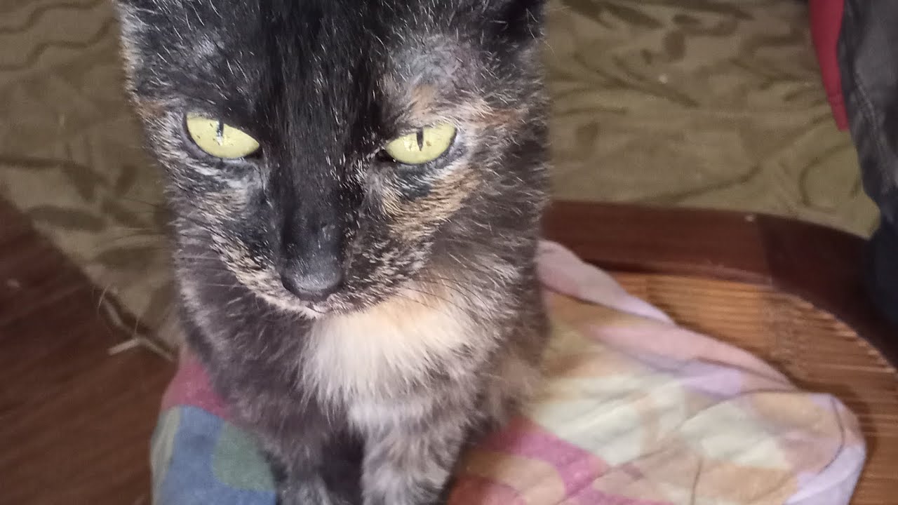 orange tab cat plays with bamboo - YouTube