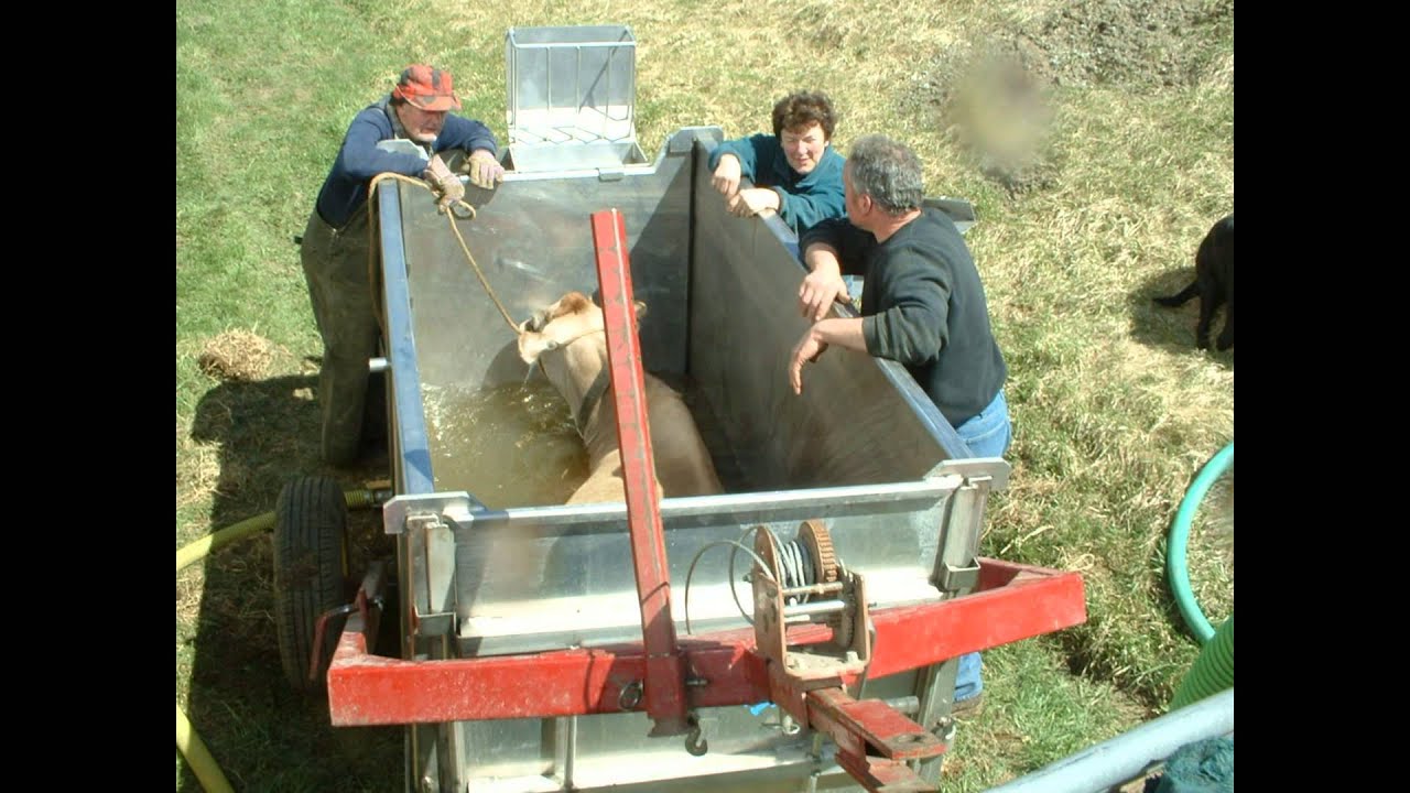 Short Sequence Of A Cow Floated Youtube