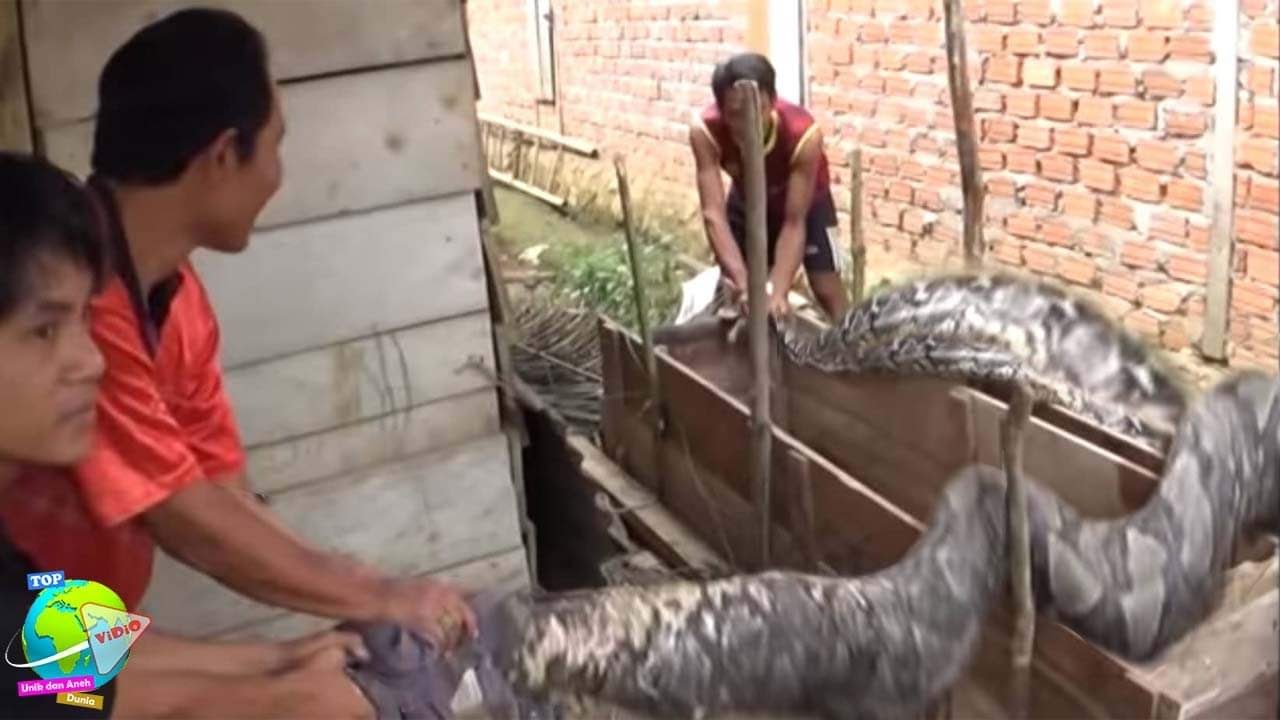 Ngeri!! Ular Piton Raksasa Yang di Pelihara di JOGJA ini Bisa Jadi Ular Piton Terbesar di Dunia ...