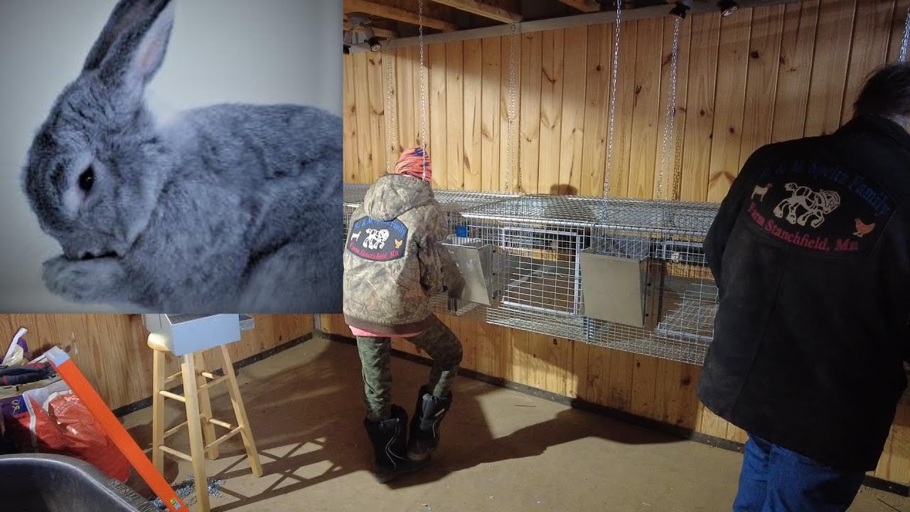 Better than a MOTEL for RABBITS, Heated Automatic Waterers, Huge Cages ...