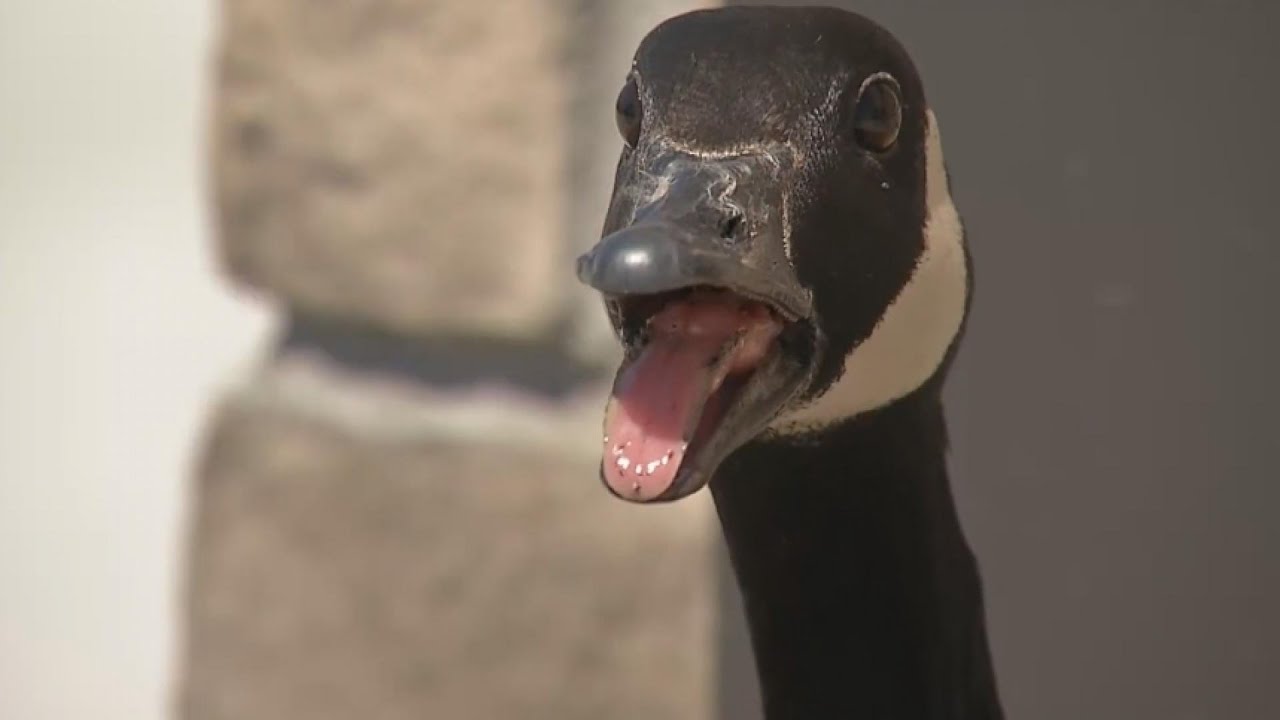 Caught On Cam: Goose Killer Busted - YouTube