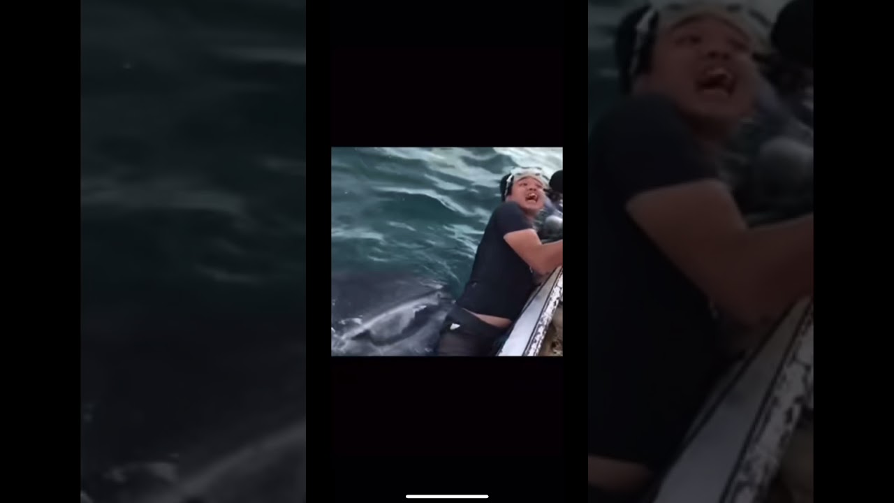 guy ride shark - YouTube