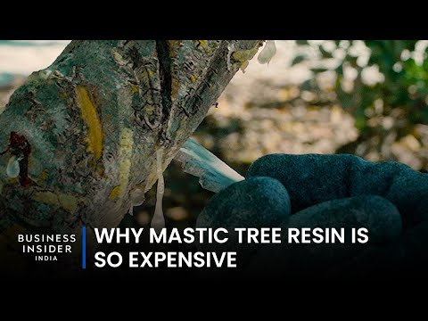 Why Mastic Tree Resin Is So Expensive | So Expensive