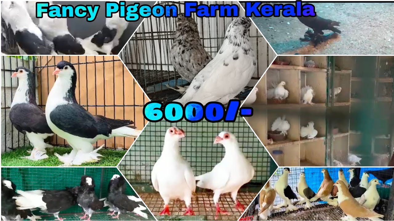 Best Fancy Pigeon In Kerala | lakkha,Pouter pigeon, siraji, Frillback ...