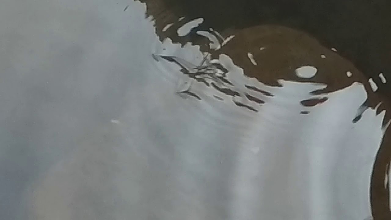 Weird water Insect - YouTube