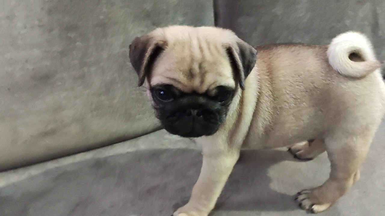 Pug Leo Playing Super Crazy Dog Leo - YouTube