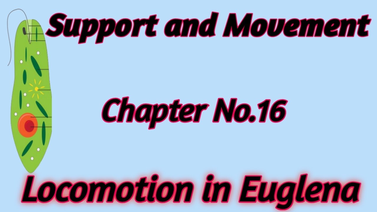 Class 2nd year (Chapter No.16) Lecture No.22. Locomotion in Euglena or ...