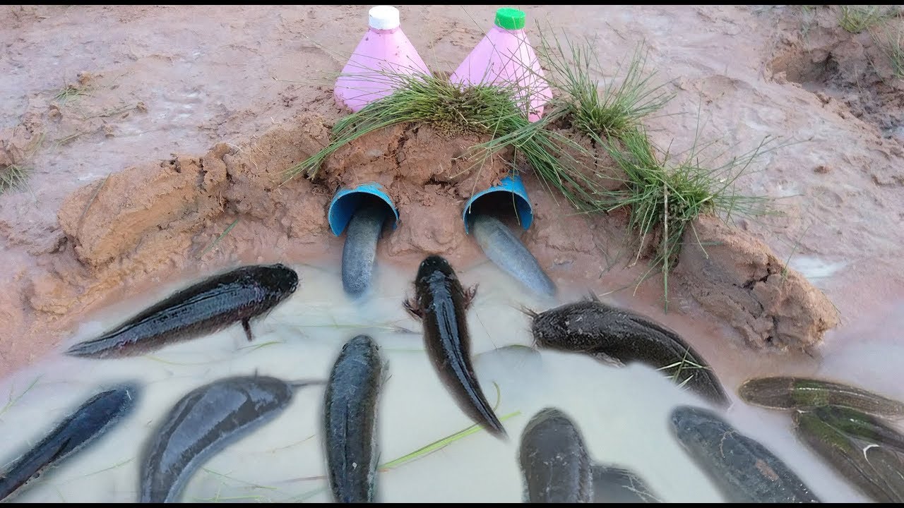 Amazing Fish Trap Make From Plastic Bottle With Deep Hole To Catch Fish ...