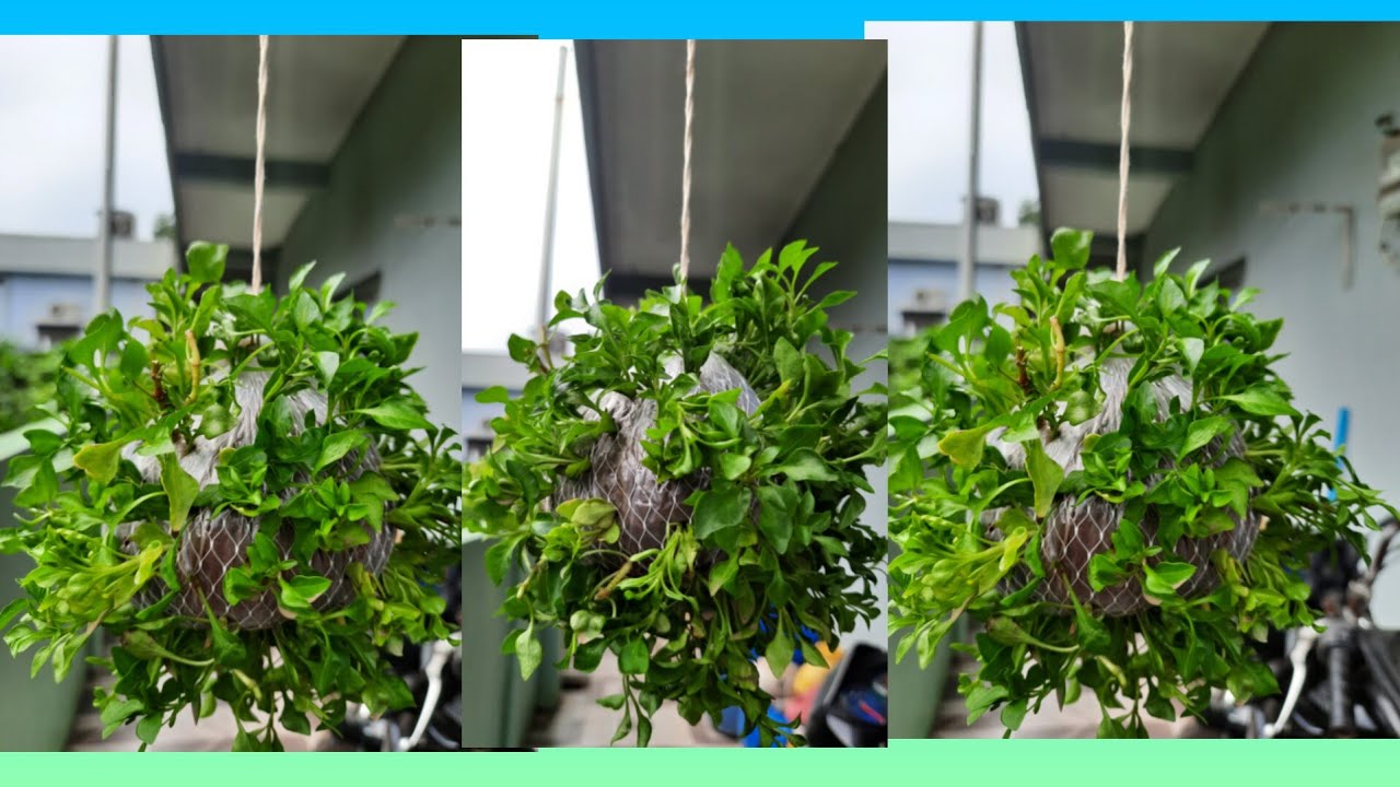 Amazing kokedama hanging ball planter ll moss ball ll hanging plants ...