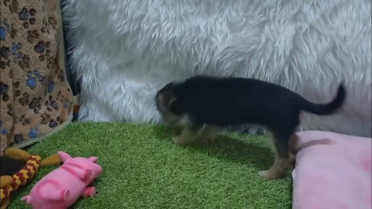 Coo＆RIKU綿半中野店 MIX（ヨークシャーテリア×チワワ）♀ - YouTube