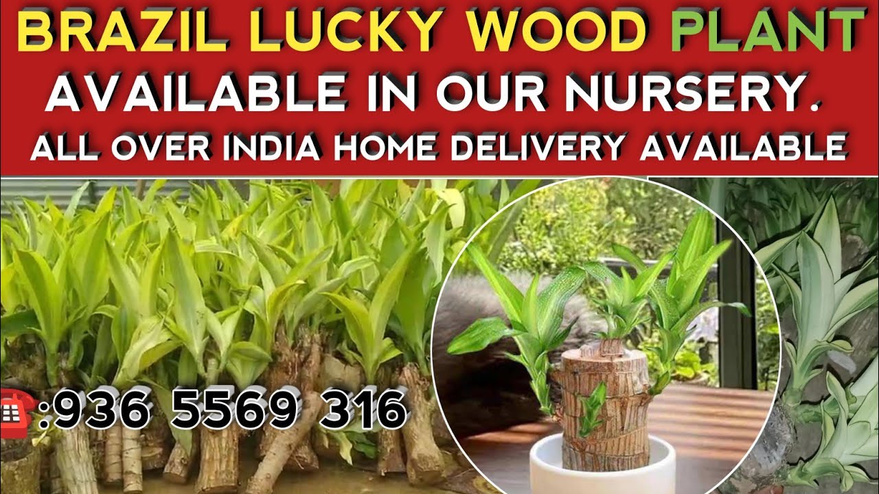 Brazilian Luckywood, Brazil lucky wood in cheap price, Brazilian lucky ...