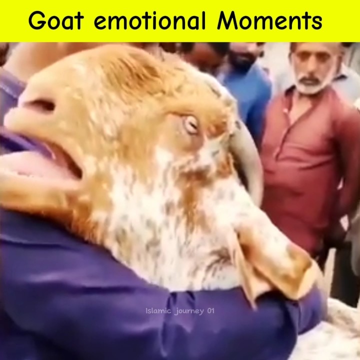 goat crying 😭 #youtubeshorts #facts #amazingfacts #interestingfacts # ...