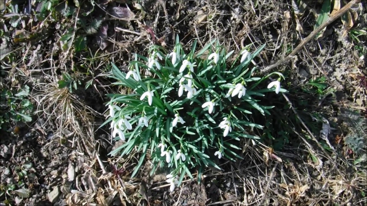 how to grow snowdrop flowers, what do snowdrop flowers look like ...