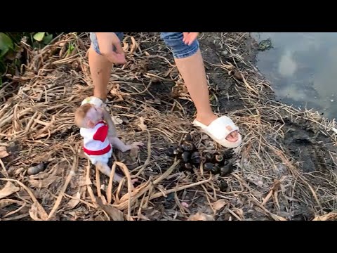 Monkey BUN | Baby monkeys wade through fields to catch fish. - YouTube