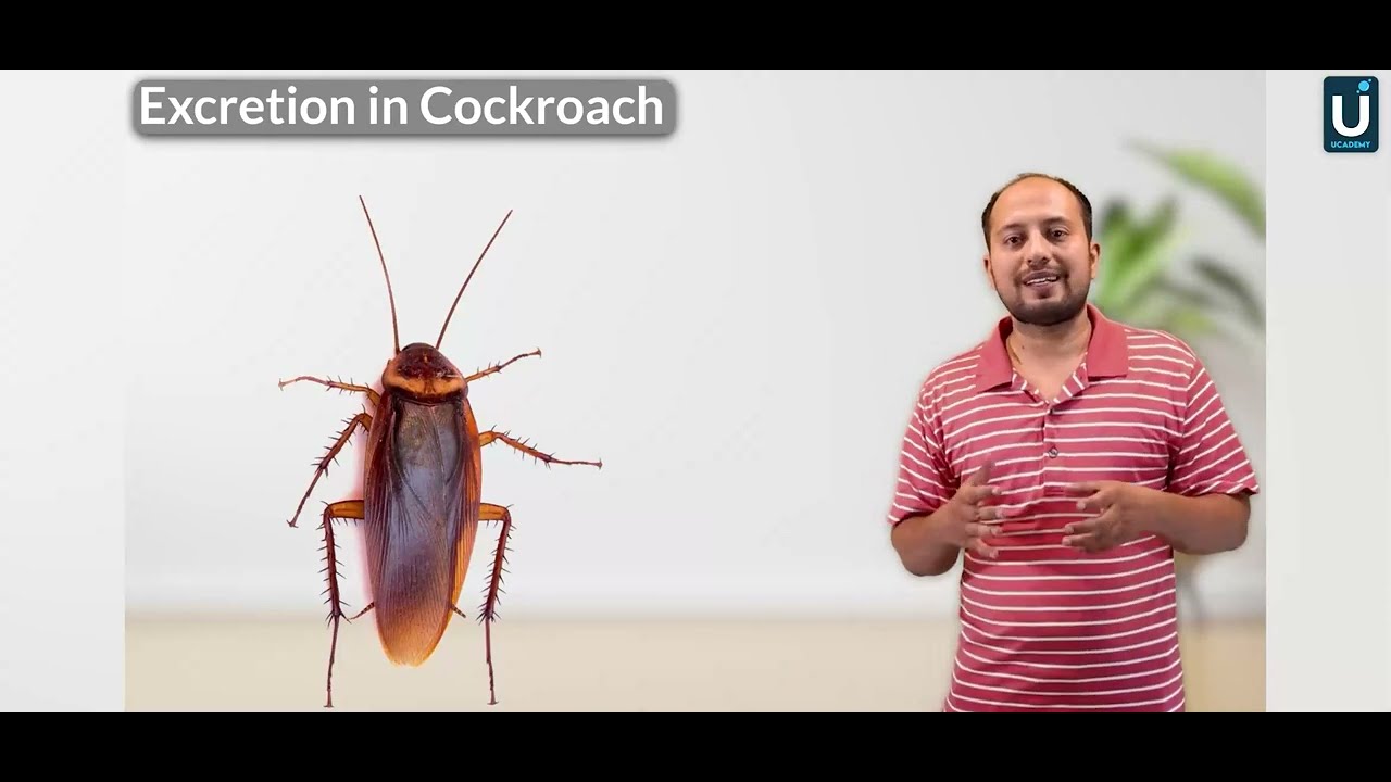 Excretion In Cockroach || Class 12 Biology || Chapter No 15 || Inter Part 2 || Ucademy - YouTube