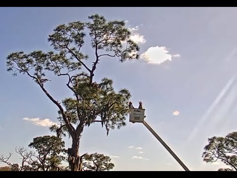 1-15-2020 SWFL Eagles~ CROW Removing E14 From The Nest 💘 - YouTube