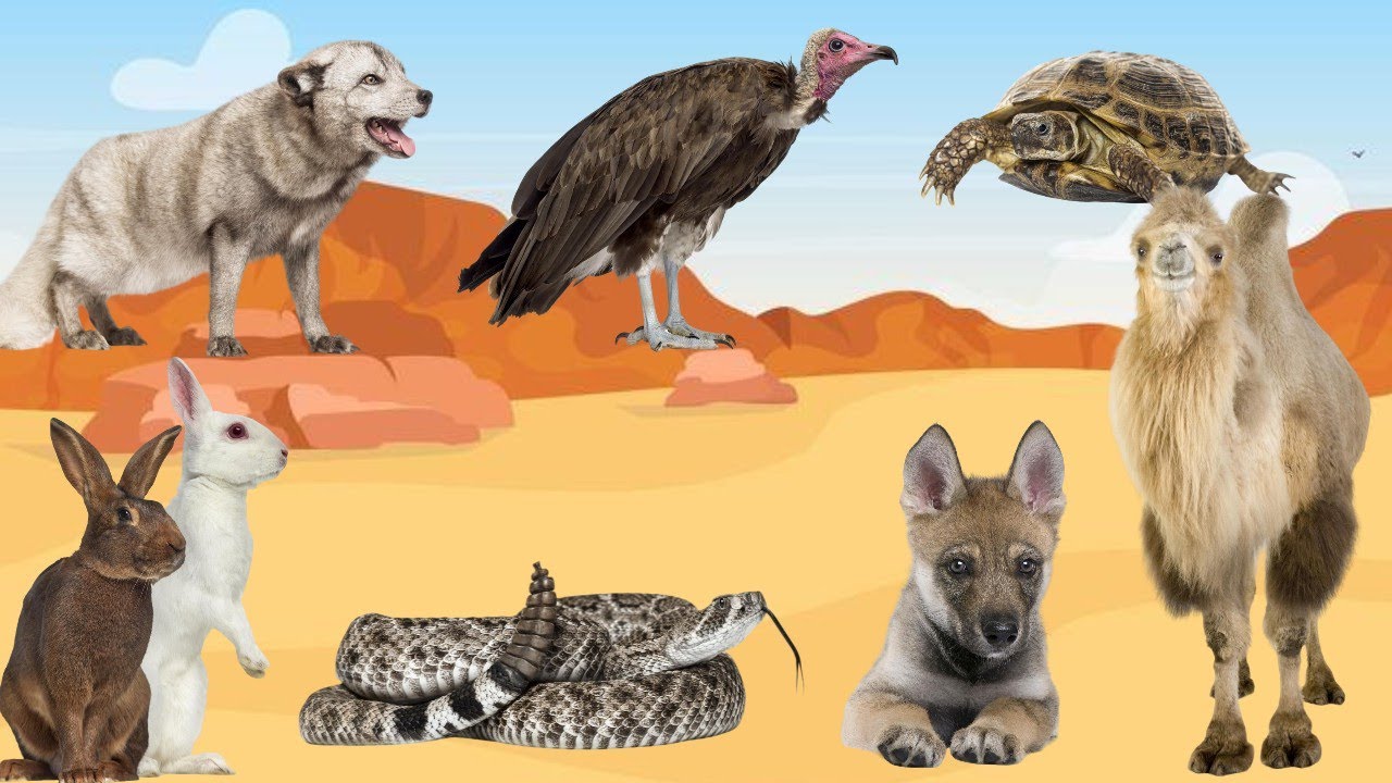 Desert Animal Sounds for Kids to Learn - Fennec Fox, Came, Coyote ...