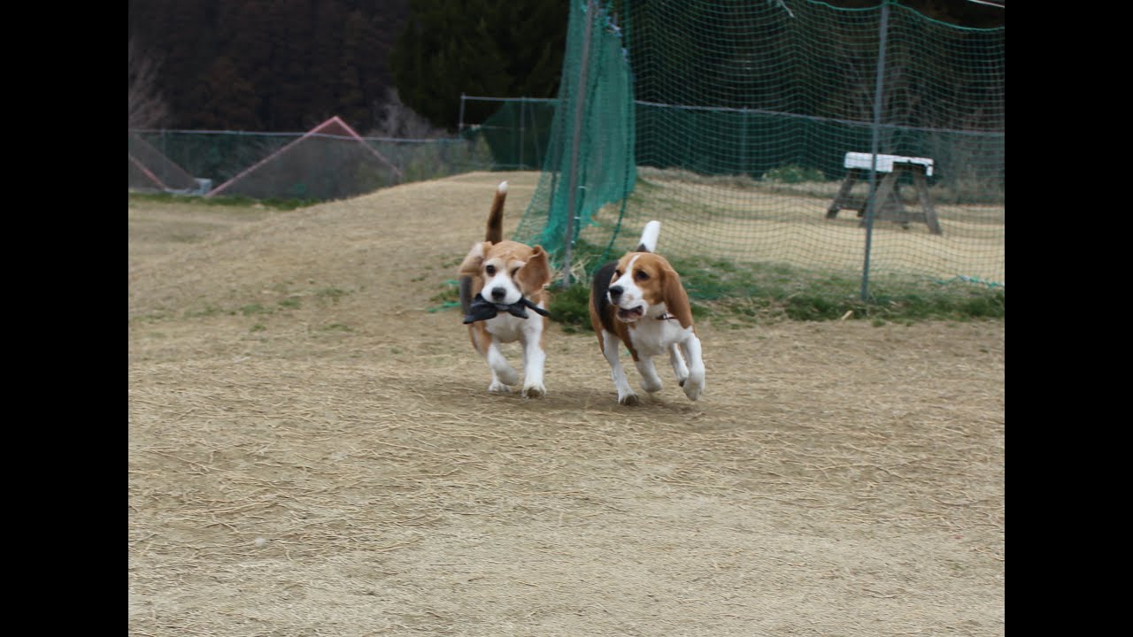 Pipo & Yuppy Dog Run Beagle - YouTube