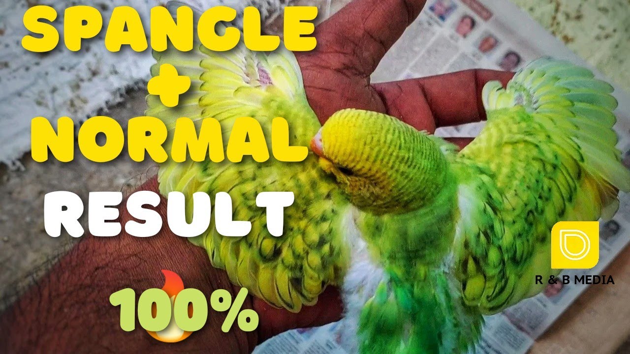 Spangle+Normal=?? ബ്രീടിംഗ് റിസൾട്ട്‌|| ഇത് സൂപ്പറാ 😛||R&B Media - YouTube