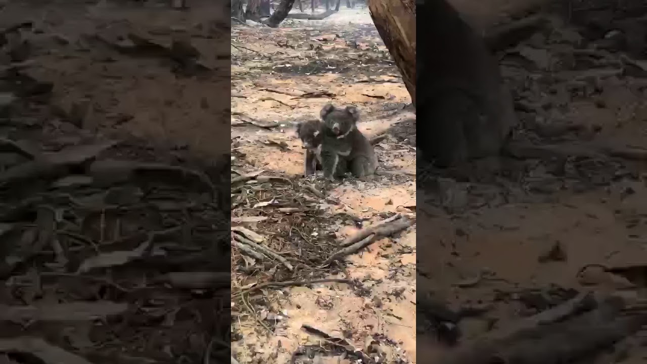 MUST WATCH Amazing Rescue - YouTube